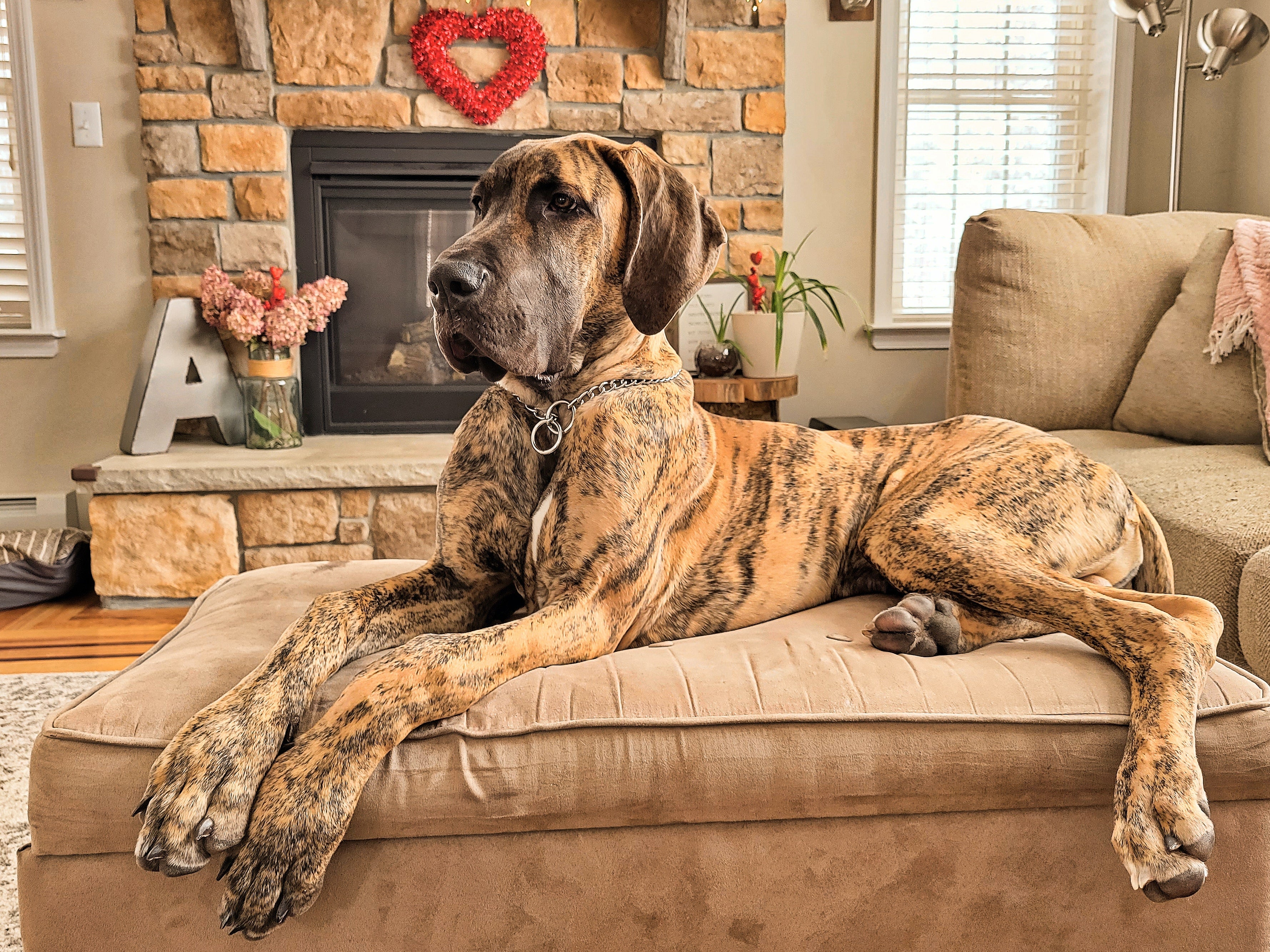 Unleash the Beast: Monster Yak Chews for Larger-Than-Life Dogs ...
